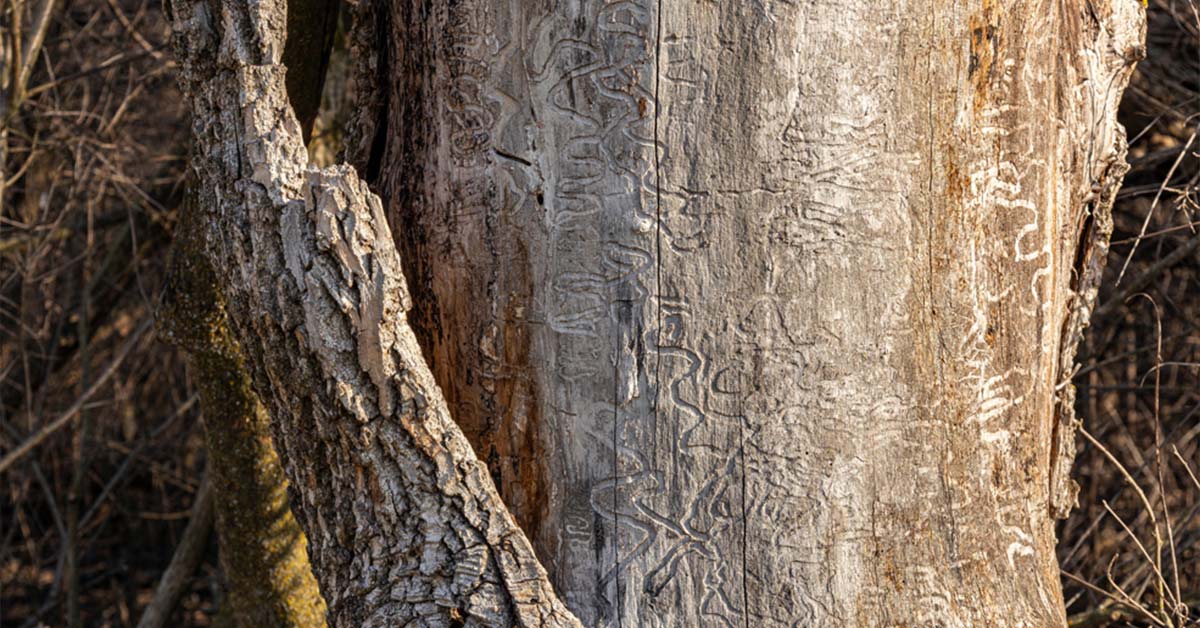 Iron Tree Newsroom | Iron Tree Service